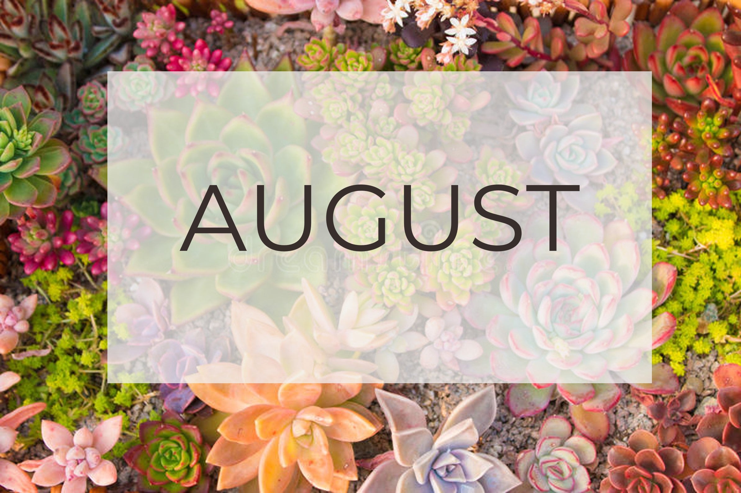 August- Plant Of The Month and Top Five Gardening Tips – Robertshaw's ...