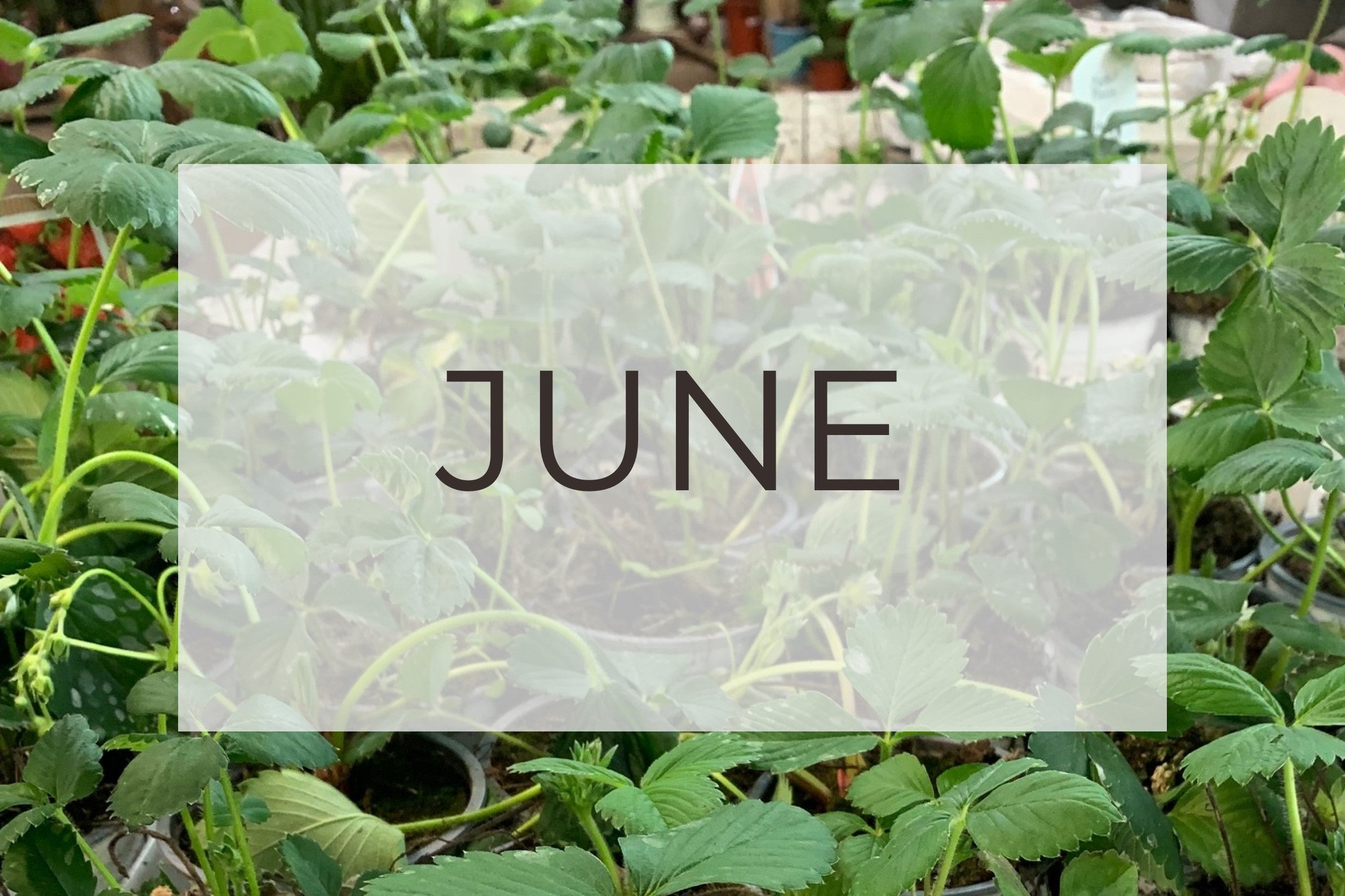 June -Plant Of The Month and Top Five Gardening Tips – Robertshaw's ...