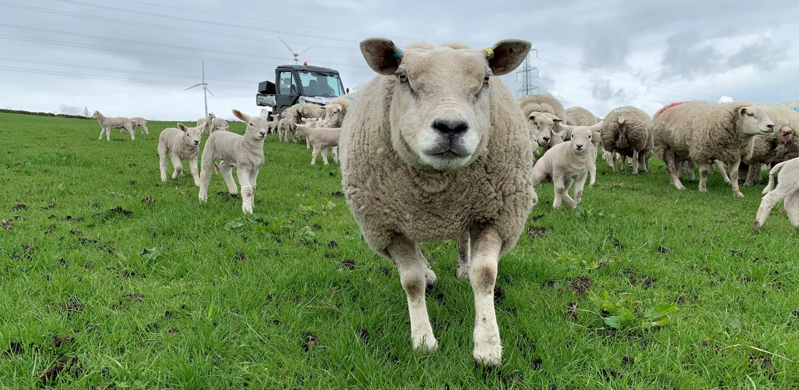 Working Sheep Farm – Robertshaw's Farm Shop